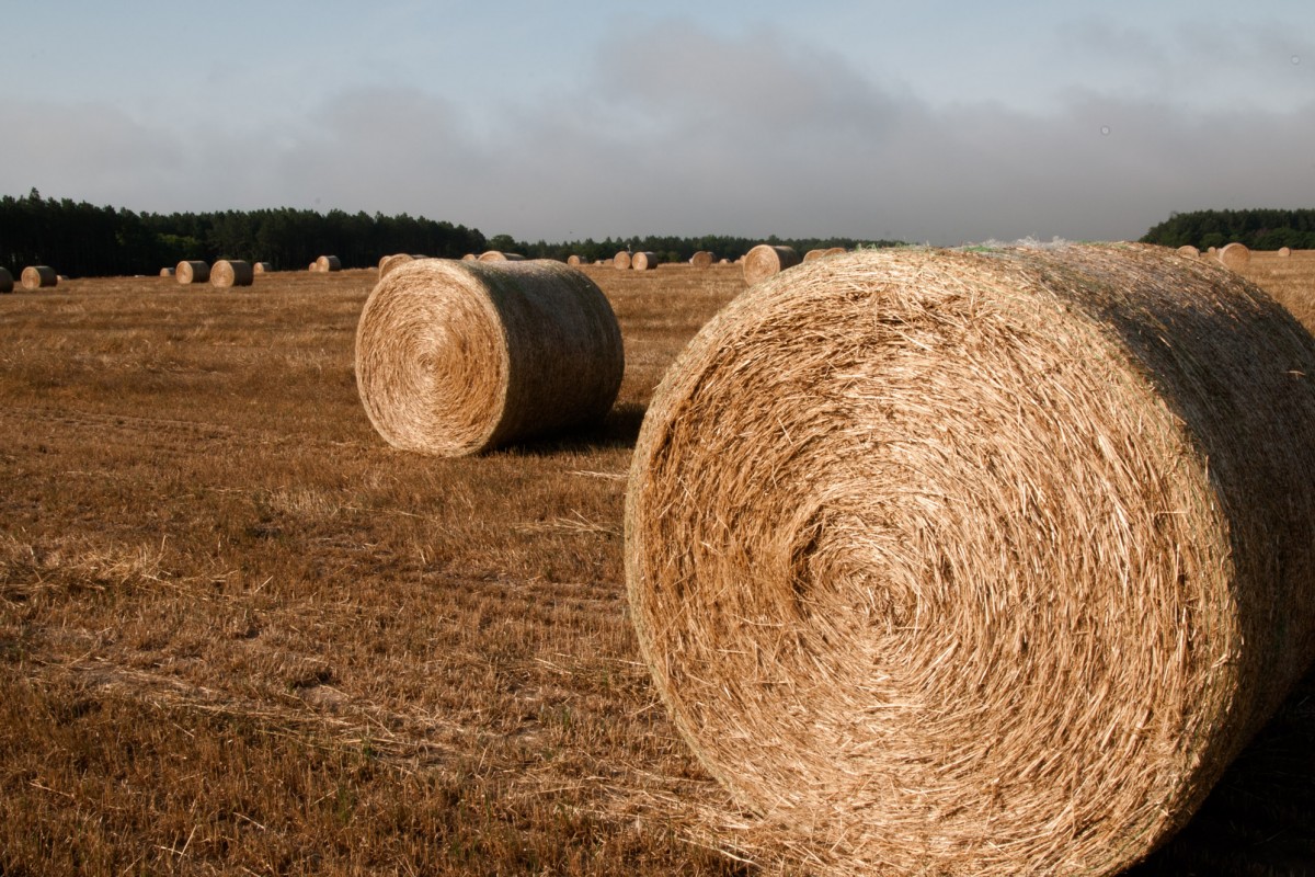 blakely-georgia-hay-bales City Of Blakely, Georgia