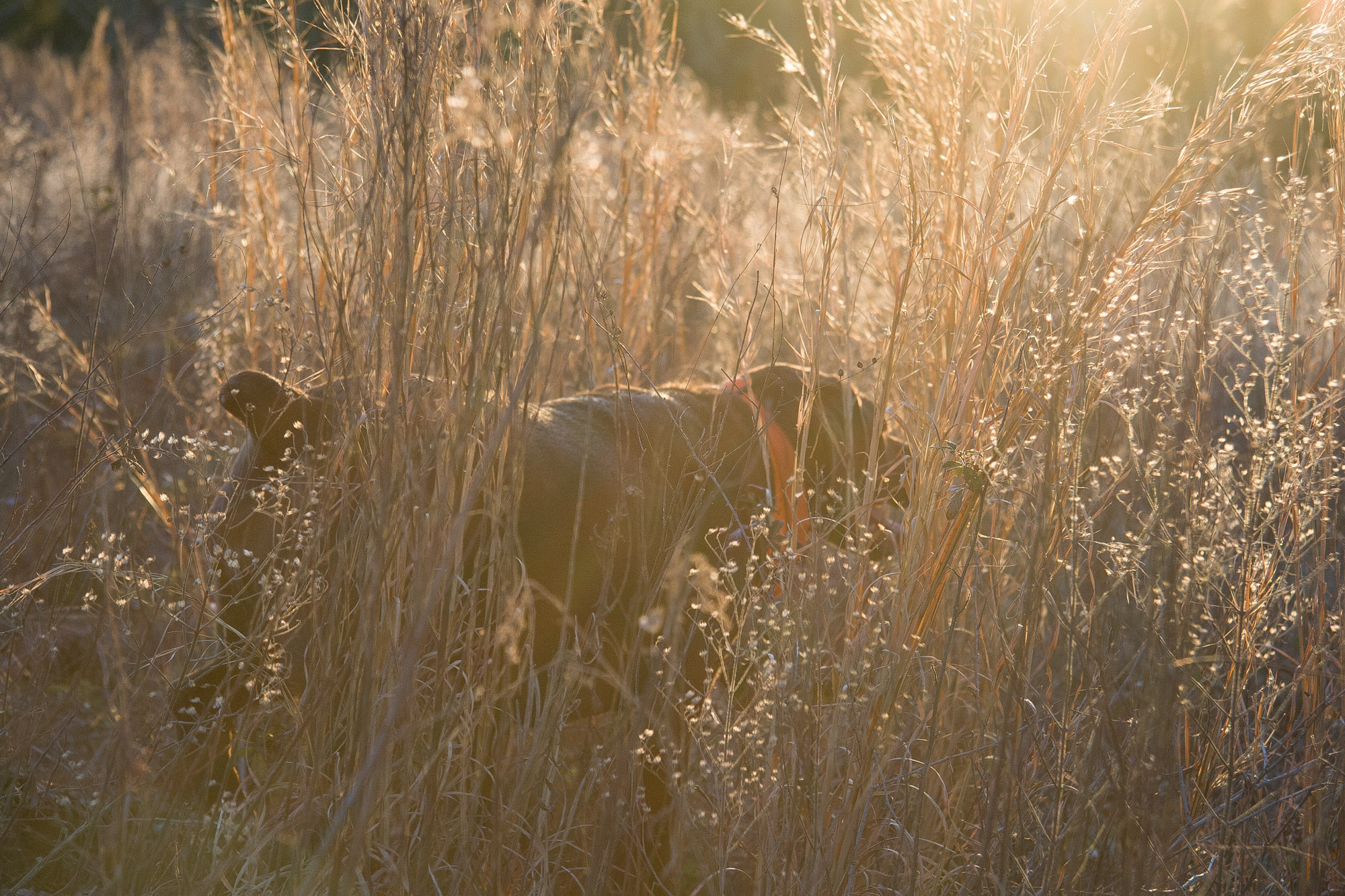 blakely-georgia-quail-hunting-bird-dog City of Blakely, Georgia